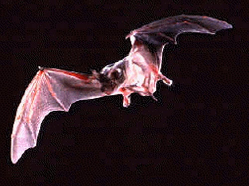 Molly Hollar Wildscape